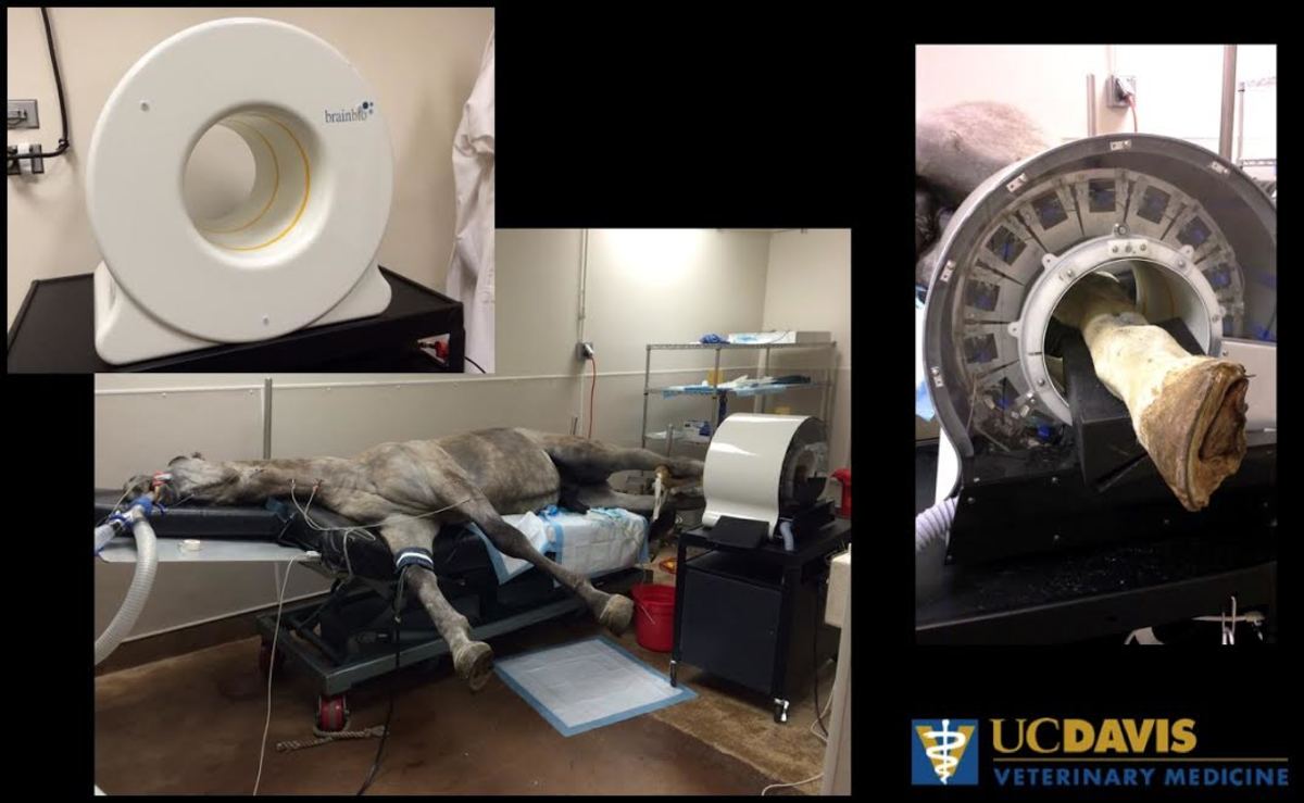 Equine PET Scanner Showing Success At UC Davis - Paulick Report ...
