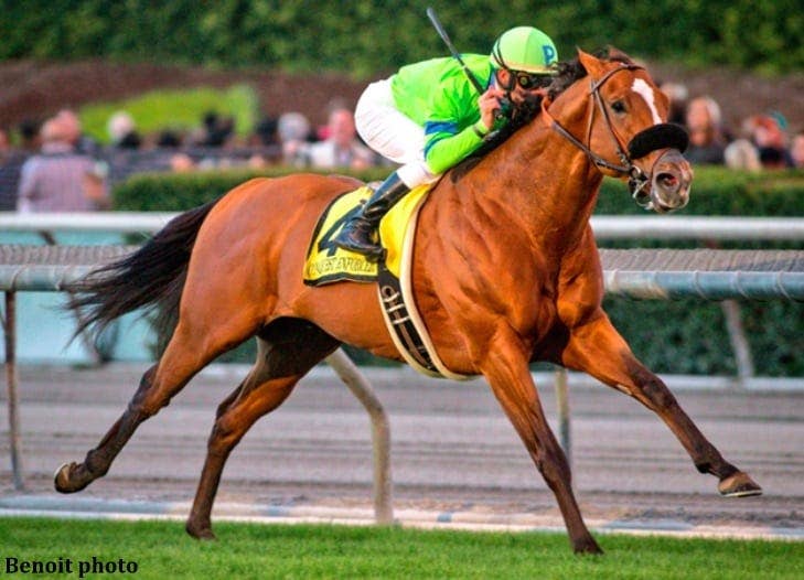 Bladder Stones: A Tricky, But Rare Issue In Horses - Paulick Report ...