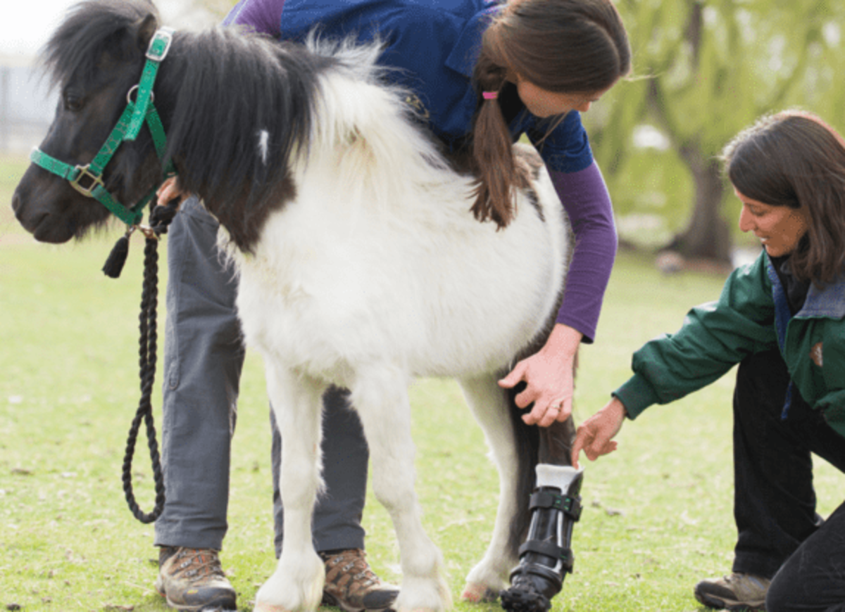 Miniature Horse Gets 3-D Printer-Generated Prosthetic Hoof - Paulick ...