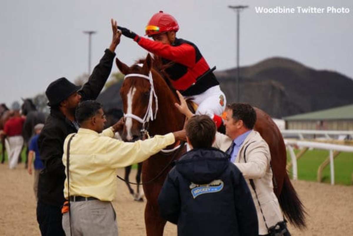 Remembering Calgary Cat: Fan-Favorite, Champion 'Was Like Family ...