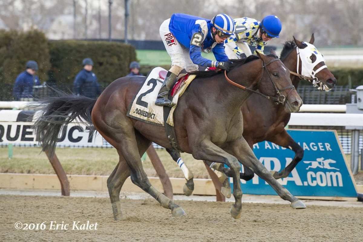 Shagaf Gets Up Late To Capture Derby Points In Gotham - Paulick Report ...