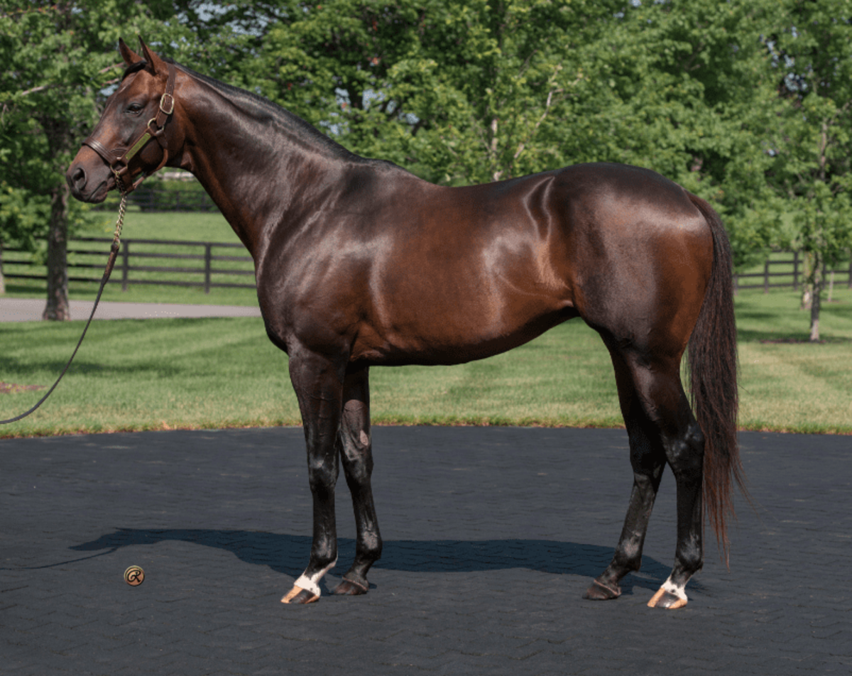 Colonel John Returns To WinStar Farm From Korea, Stud Plans To Be ...