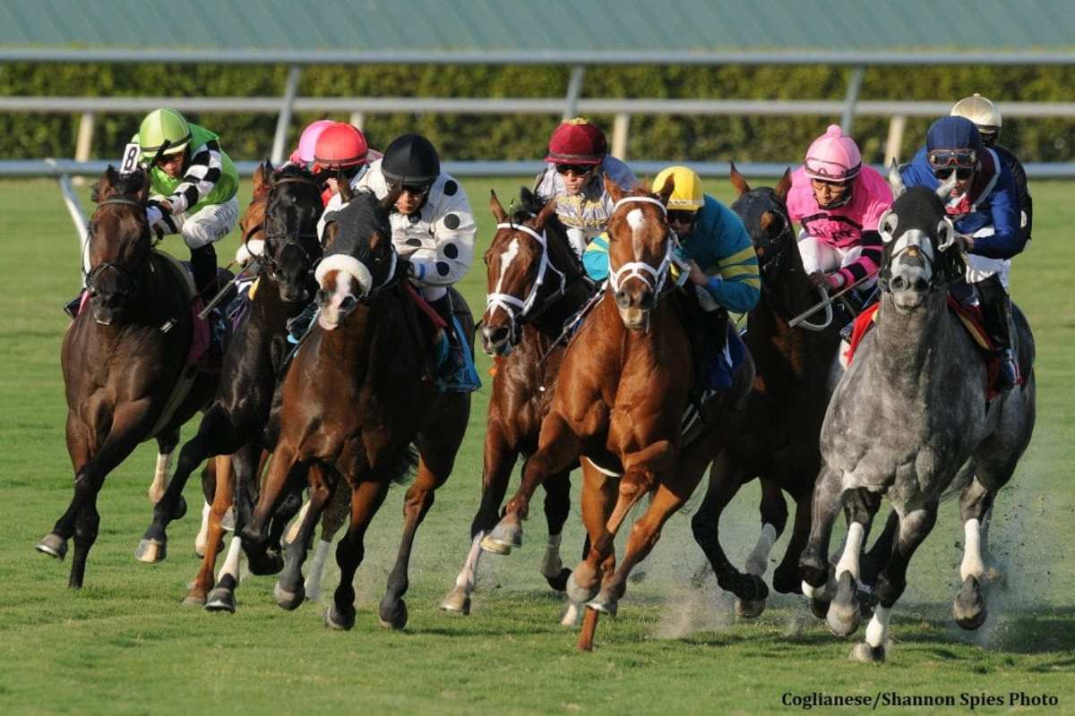 Racing Australia Officials Welcome Key Changes To Horse Racing ...