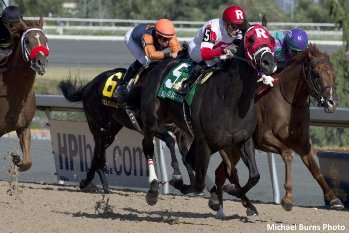 Sir Dudley Digges To Enter Stud In Ontario Following Keeneland November ...