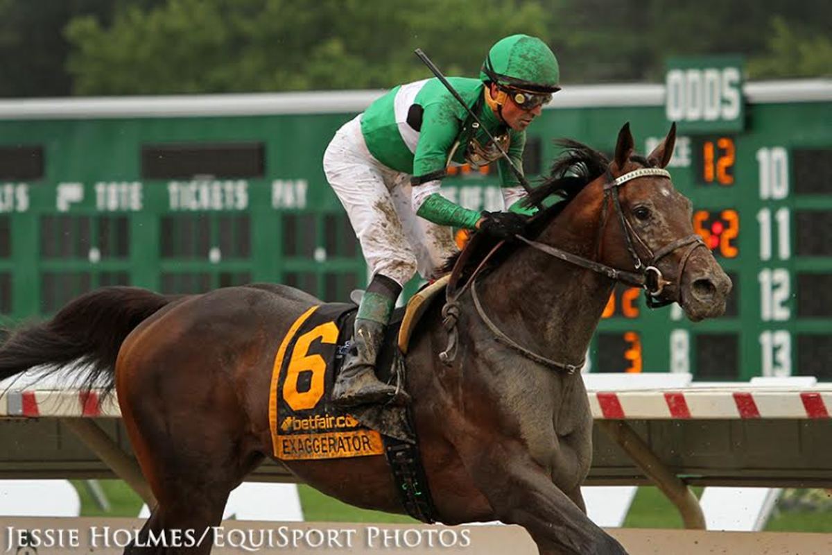 Exaggerator Shows 'Marked Improvement' In Final Pre-Travers Breeze ...