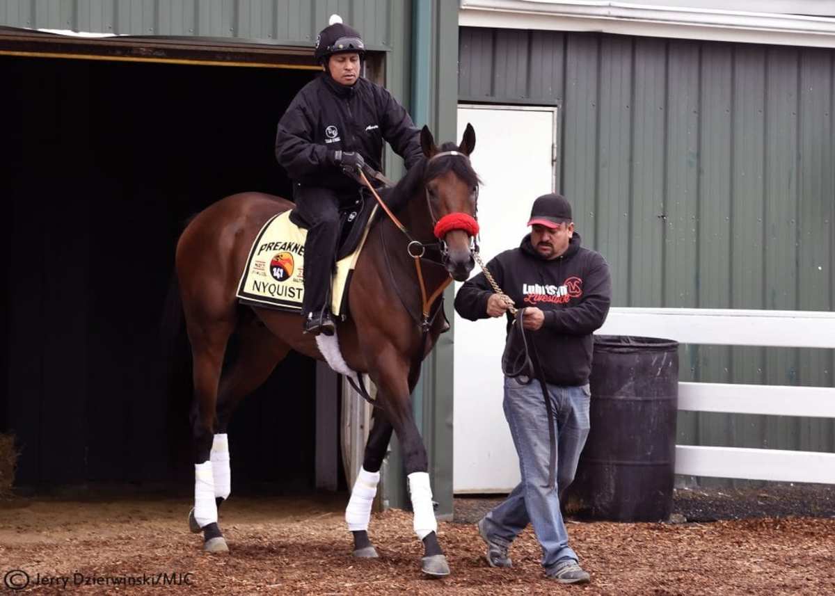 Kentucky Derby Winner Nyquist Jogs At Pimlico Wednesday - Paulick ...
