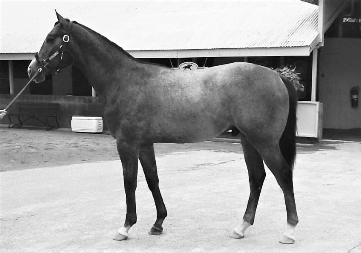 Kentucky Derby Alum Mohaymen Living A Non-Traditional Stallion's Life In Ontario - Paulick ...