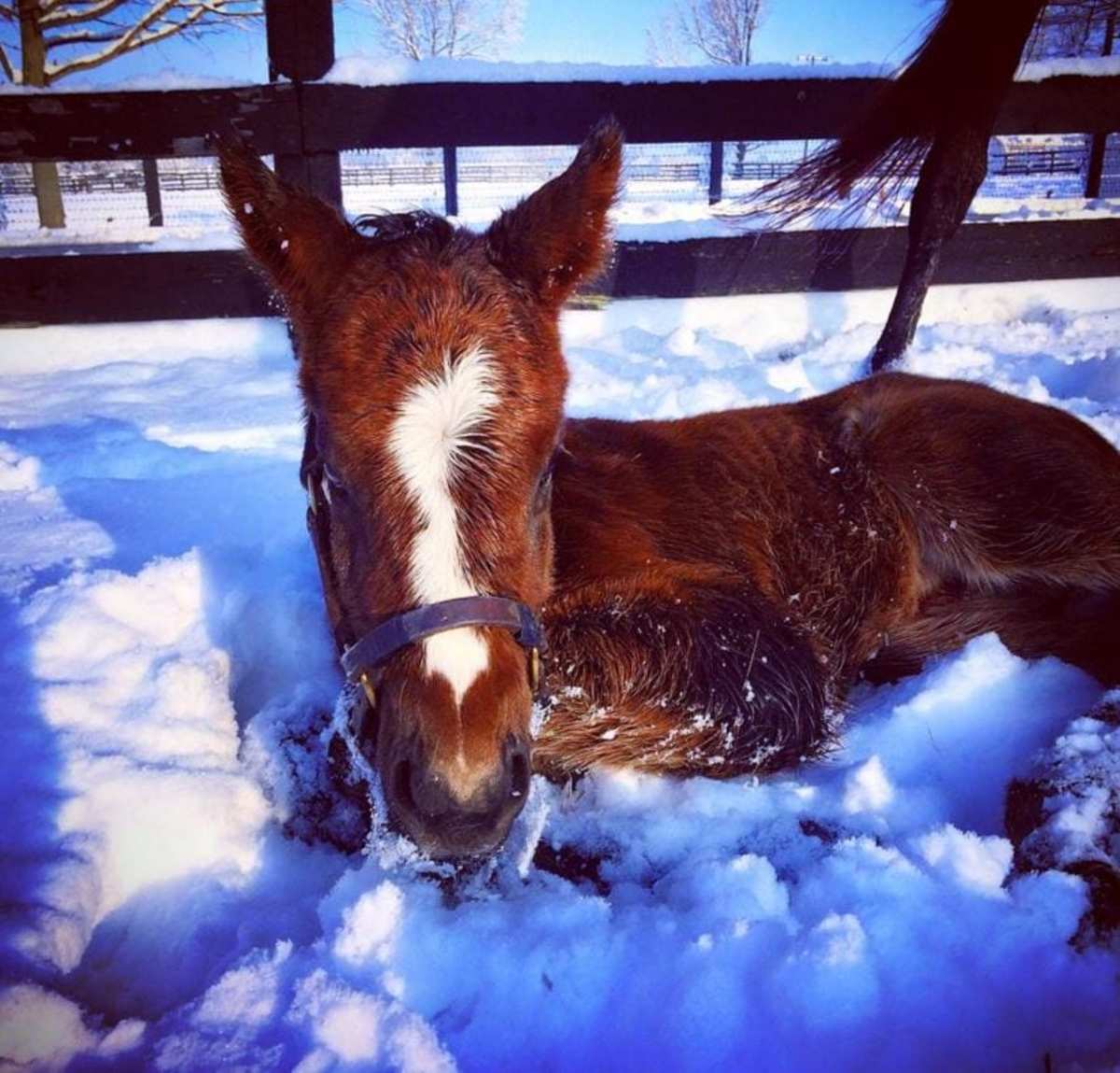 Caring For Winter Foals - Paulick Report | Latest news and commentary ...