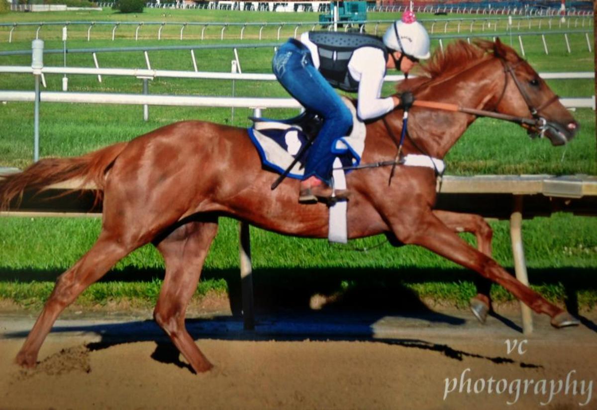 Breeders' Cup Presents Connections: From Roping Horses To A Kentucky ...