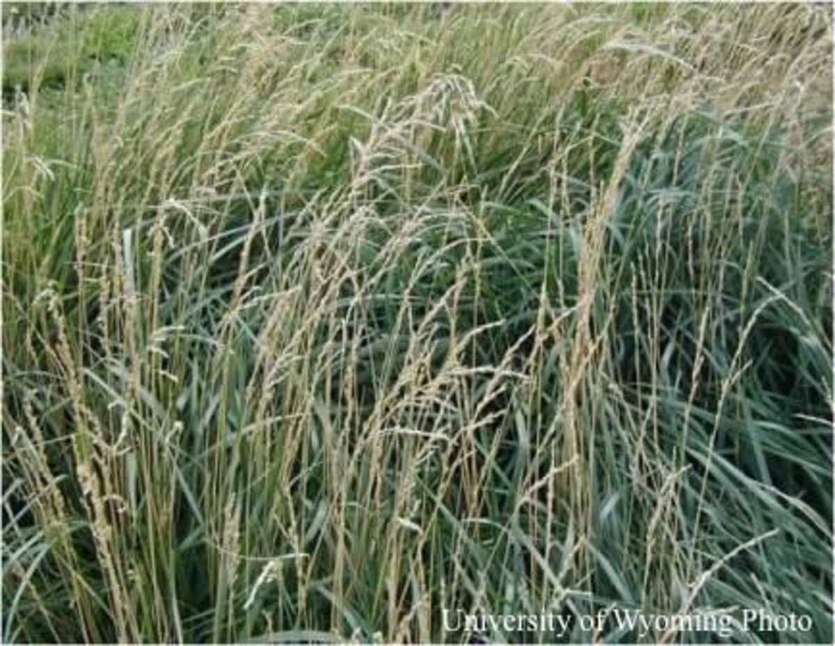 Tall Fescue Risk Measured Through Field And Manure Measurements ...