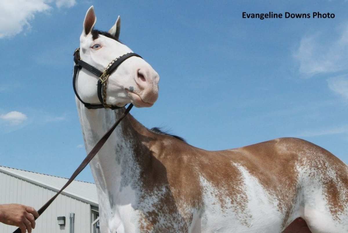 Paint Thoroughbred Filly Runs Thursday At Evangeline Downs - Paulick ...