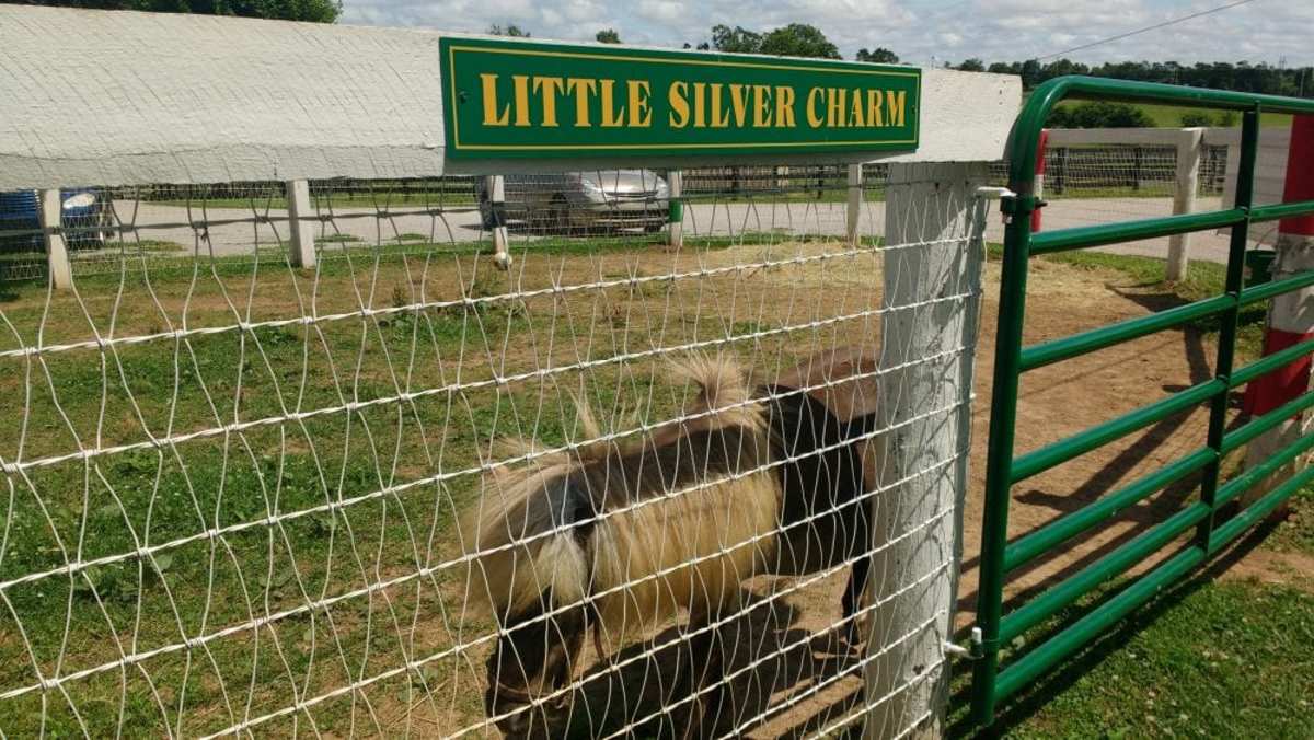 'Irreplaceable': Old Friends' Little Silver Charm Succumbs To Old Age ...