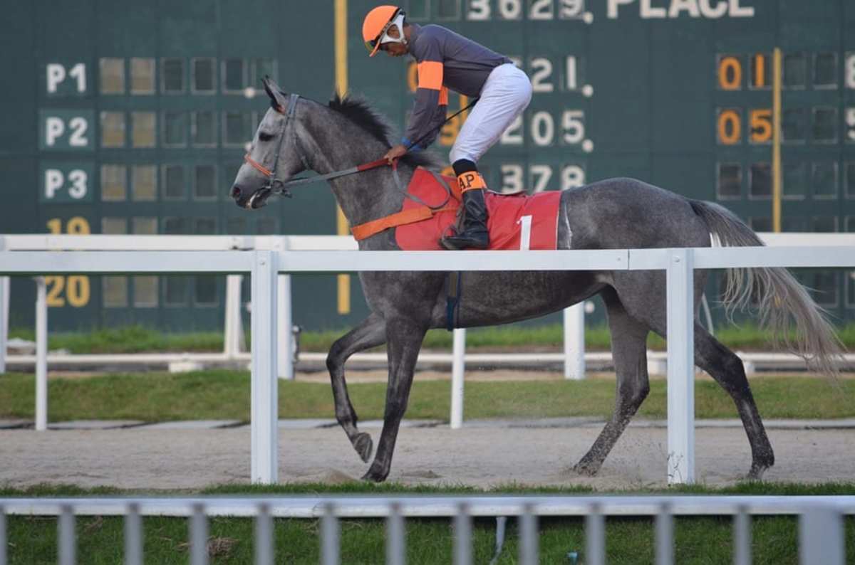 Hear Me Roar: Why Some Horses Make A Noise - Paulick Report | Latest ...