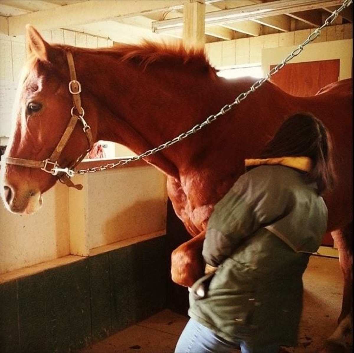 Proper Handling Of Horses Key To Safety Of Vets And Farriers - Paulick ...