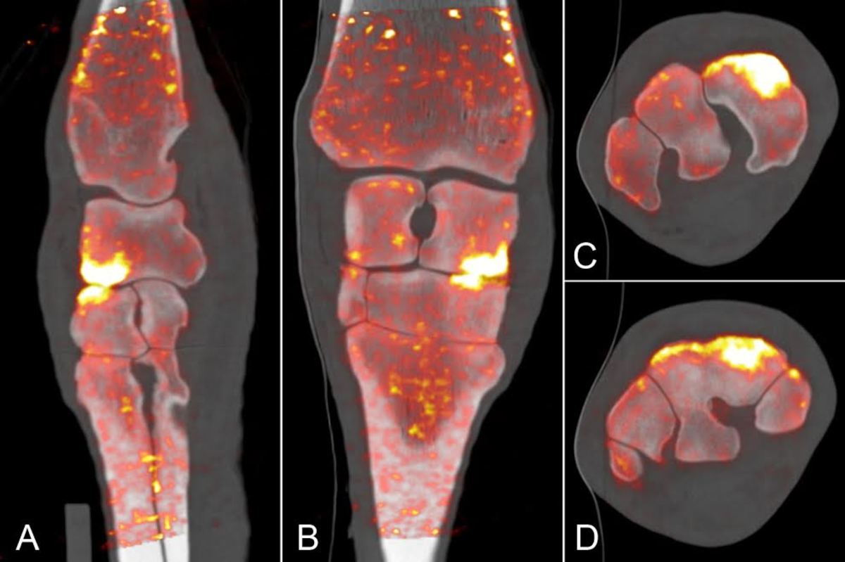 MRI, CT, Bone Scan: What’s The Difference And How Do They Help Horses ...