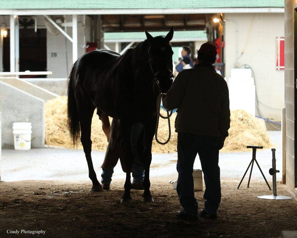 If Your Farrier Suffers An Injury, Who’s Liable? - Paulick Report ...