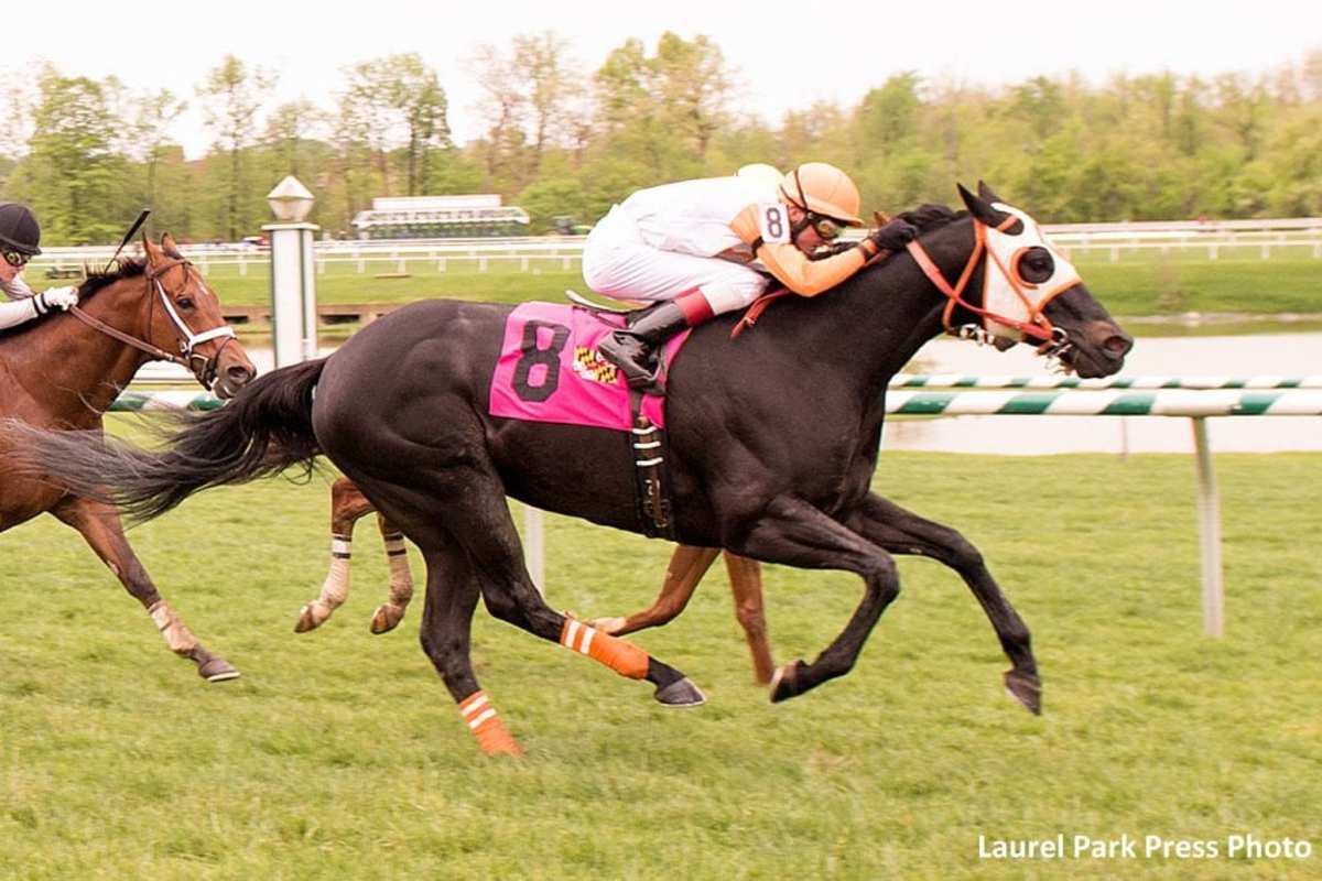 'Happy To Be Back': Ben's Cat Prepares For 11-Year-Old Season At Laurel ...