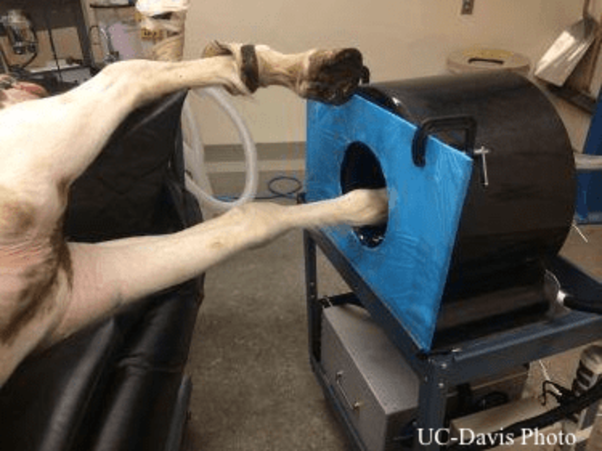 Portable PET Scanner Could Prove Next Wave In Imaging For Horses ...