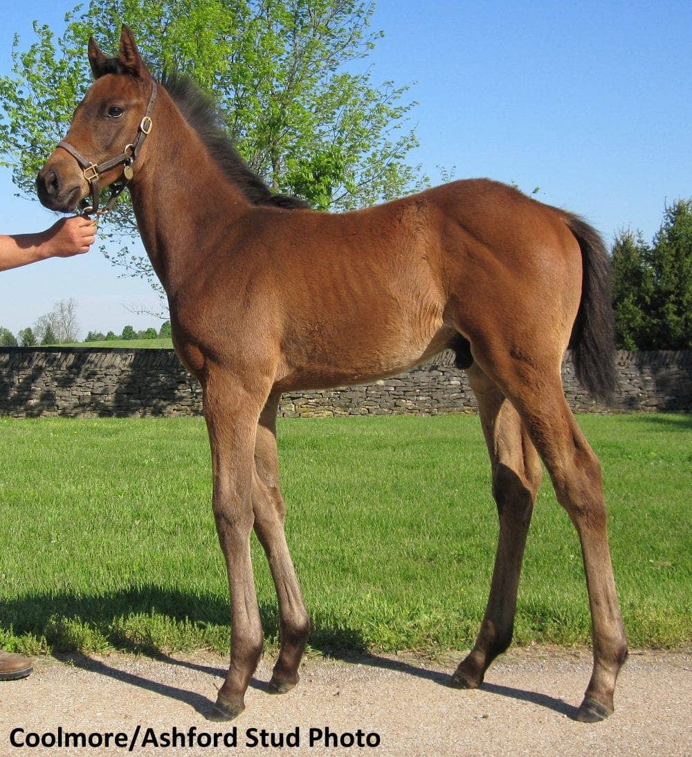 Merck Animal Health Presents Foals Of 2016: Nyquist, Cathryn Sophia ...