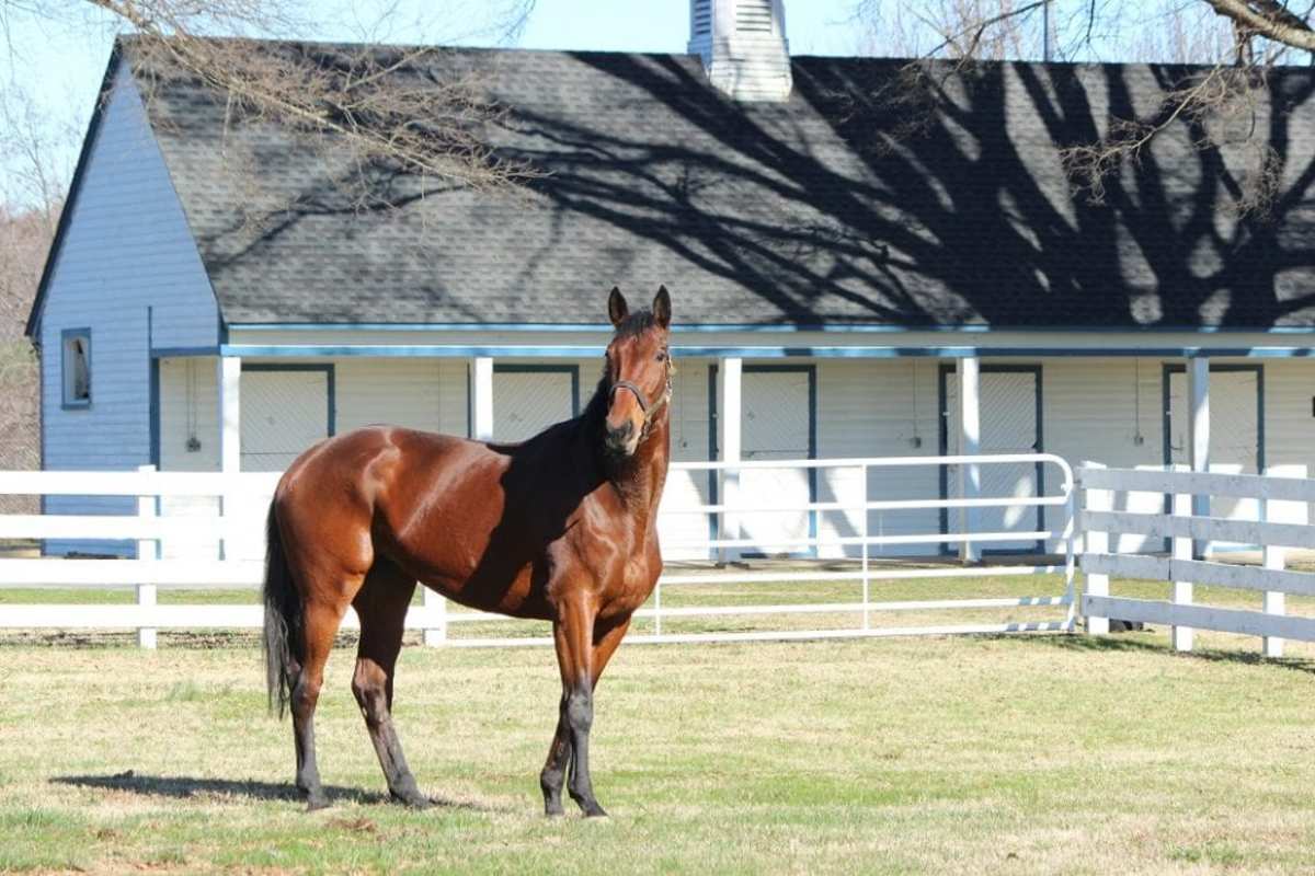 Chenery's Last Homebred To Attend Secretariat's Birthday Celebration ...