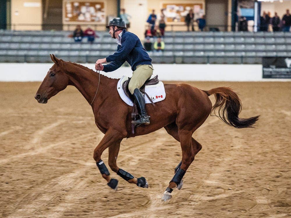 Building A Bond With Your Thoroughbred - Paulick Report | Latest news ...