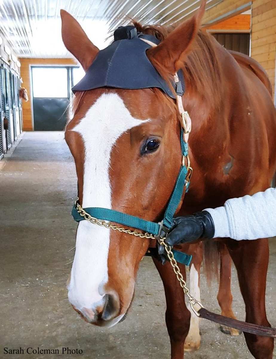 Lameness Locator Turned One Veterinarian From Skeptic To Believer ...