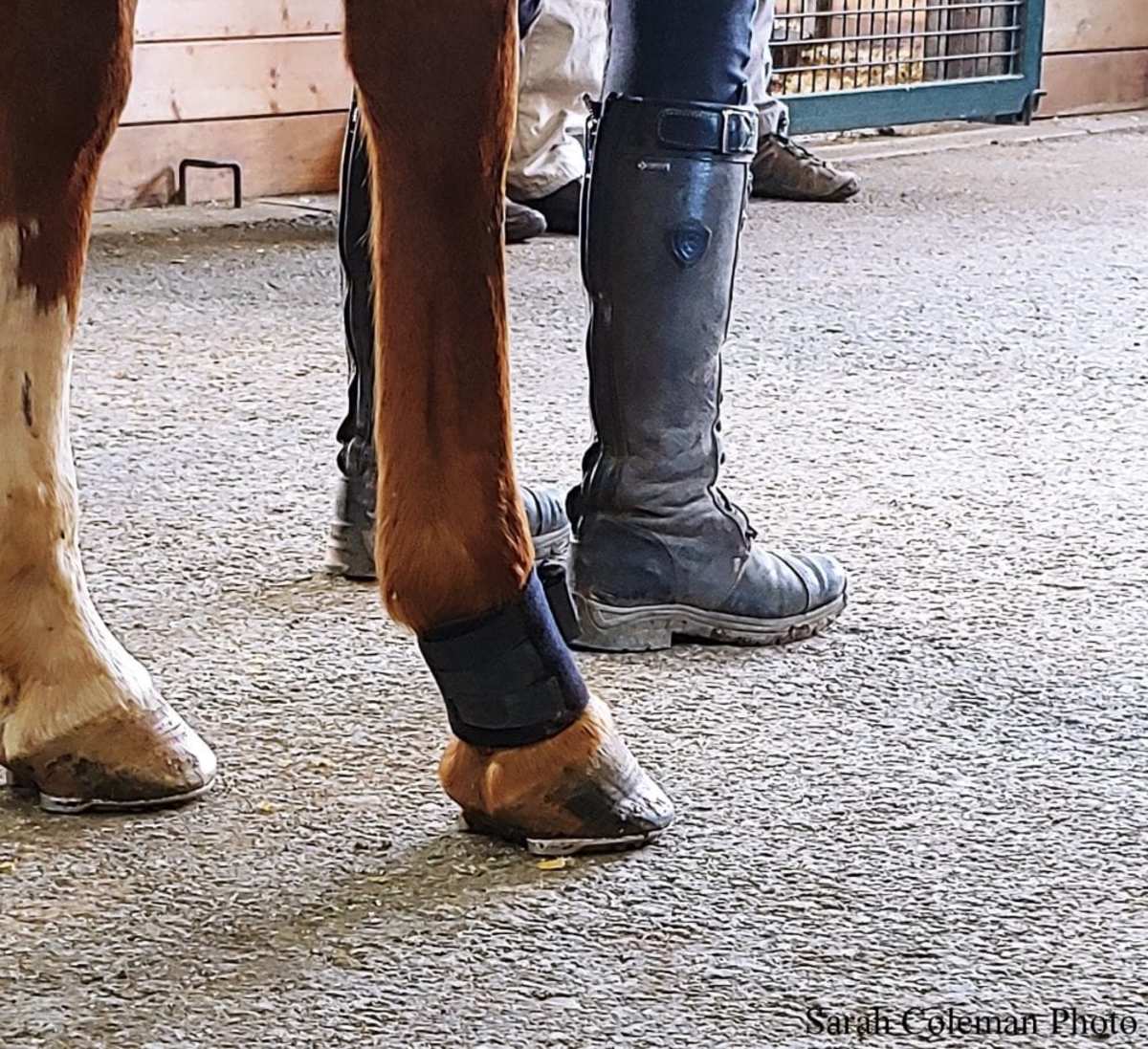 Study: How Reliable Are Inertial Sensors Used To Detect Lameness ...