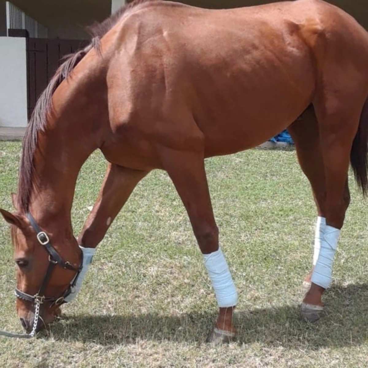 After Quarantine Debacle, Supreme Soul Is Back Home In Jamaica ...