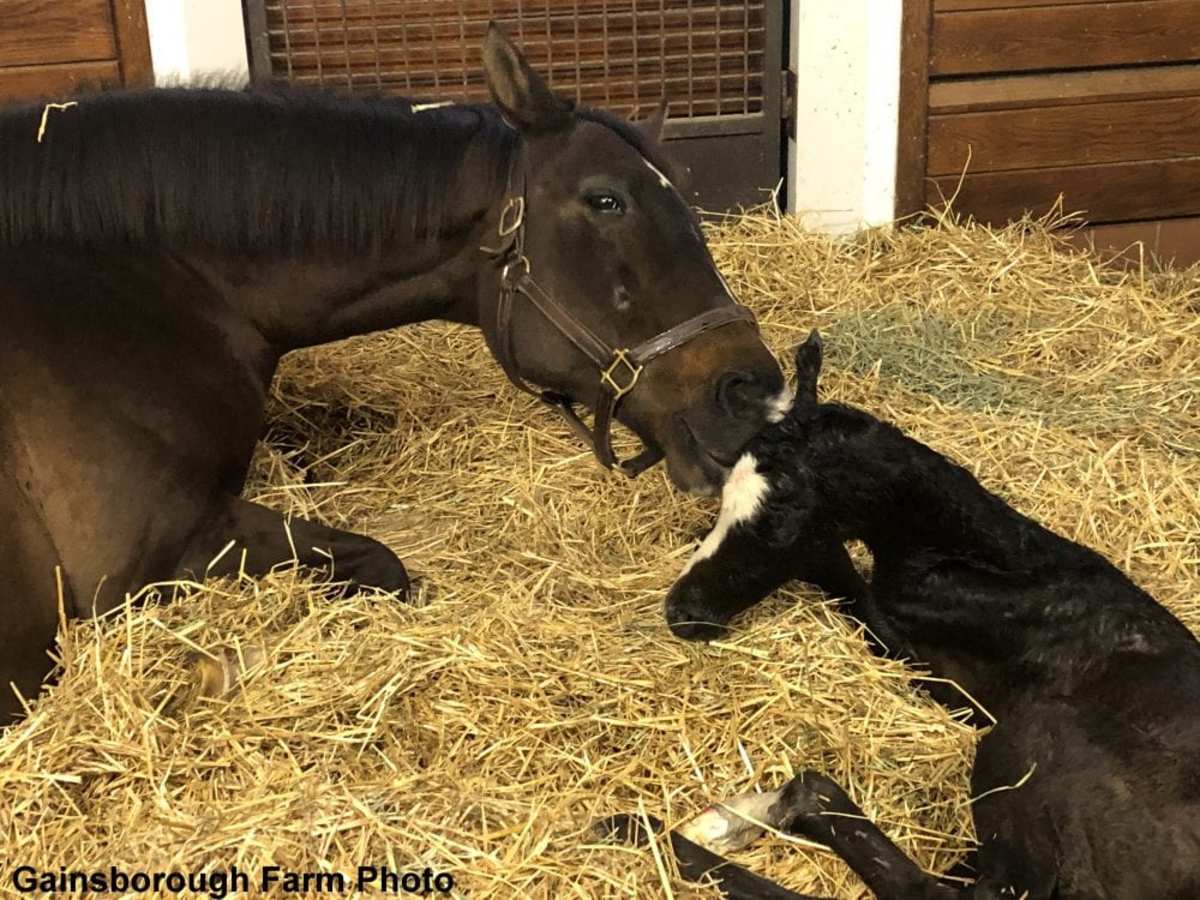 Champion Ashado Pensioned From Broodmare Duty - Paulick Report | Latest ...