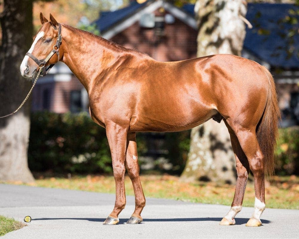 Stallion Spotlight: Walker Hancock And Bernie Sams Of Claiborne Farm On ...
