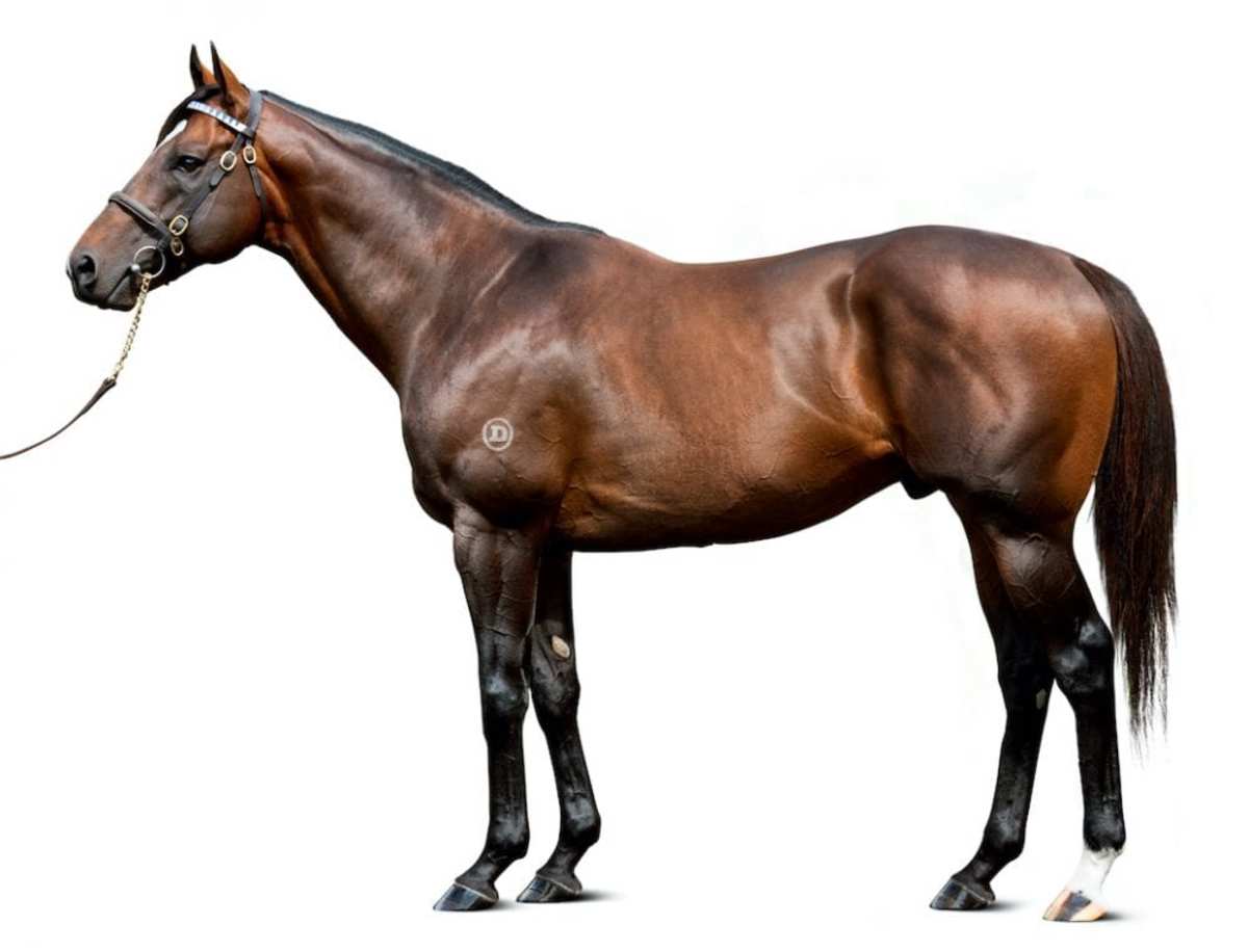 Stallion Spotlight: Darley's Darren Fox On Astern - Paulick Report ...