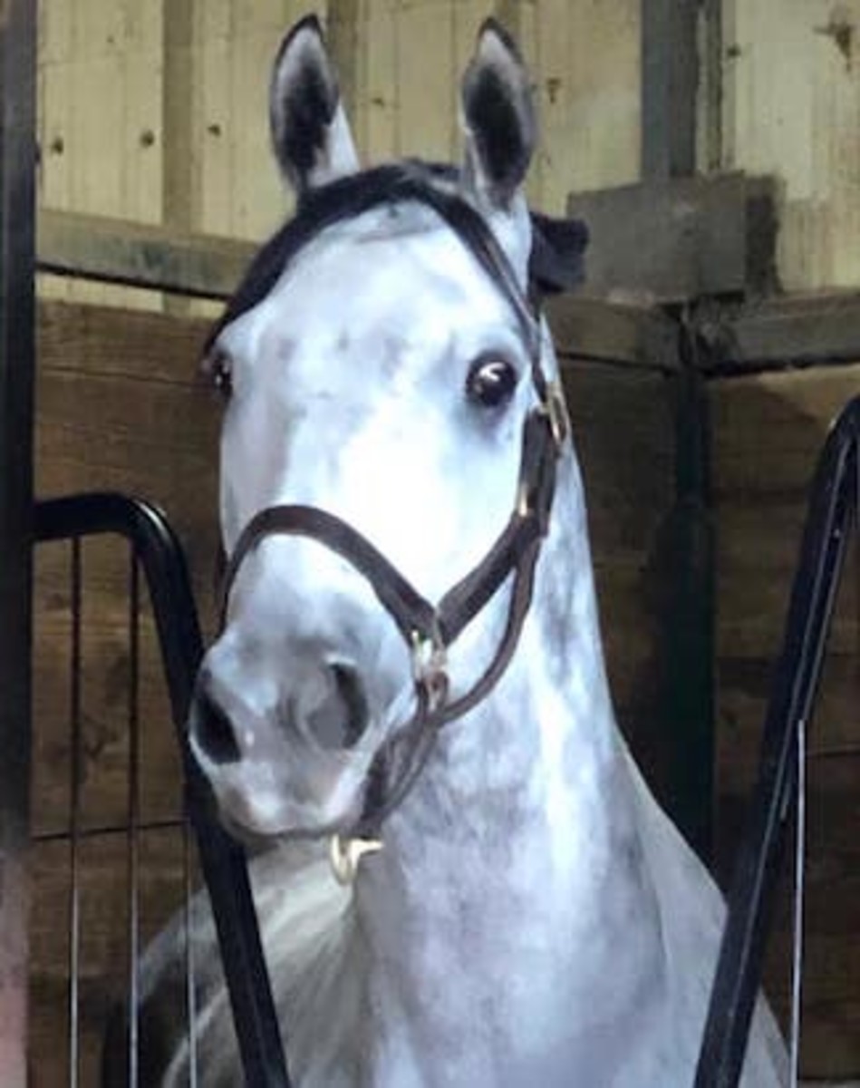 Oklahoma Legend Highland Ice, 27, Passes: 'The Iceman' Won 15 Of 16 At ...