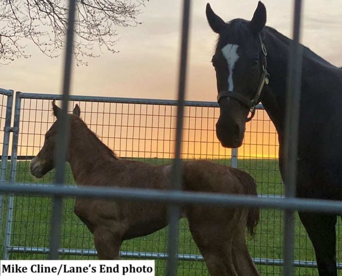 Hall Of Famer Zenyatta Foals Filly By Candy Ride - Paulick Report ...