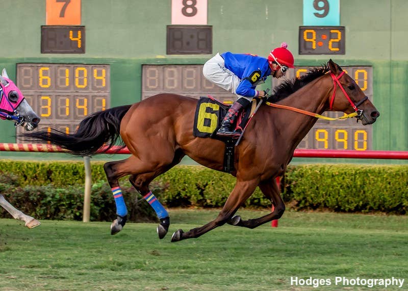 Bloodlines Presented By Gary Contessa's Integrity Bloodstock: A Banner ...