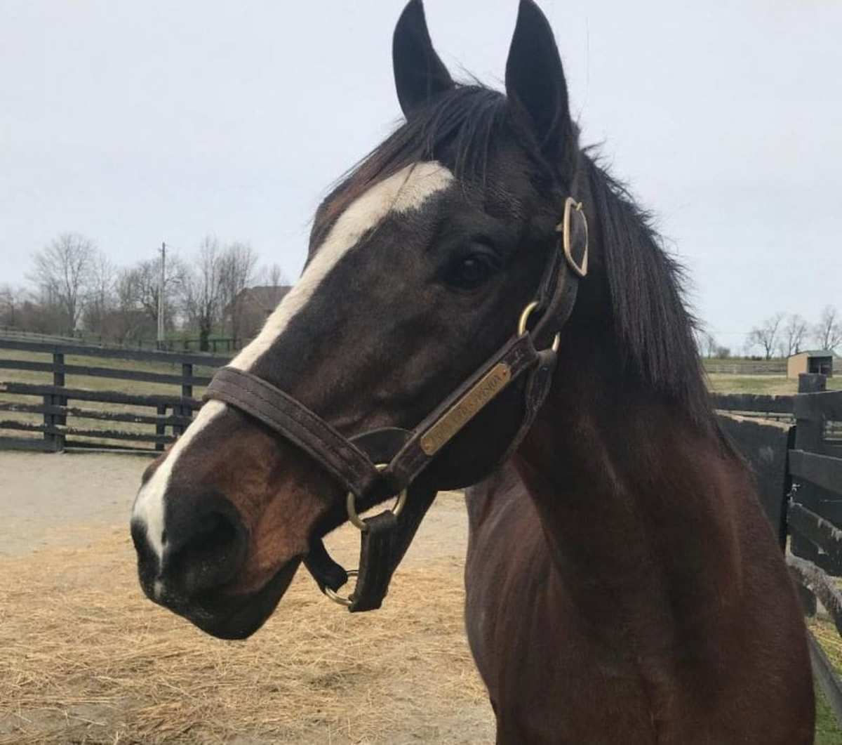 Pollard's Vision, Sire Of Champion Blind Luck, Lands At Old Friends ...