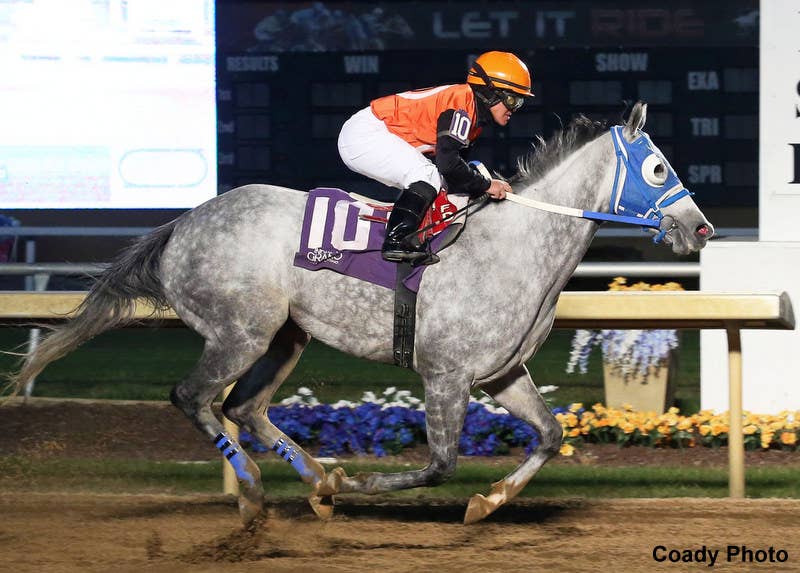 Piedi Bianchi Named Indiana's 2020 Horse Of The Year - Paulick Report ...