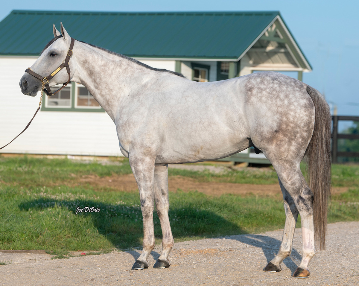Tapit Son Heartwood To Stand First Season At California's Rancho San ...