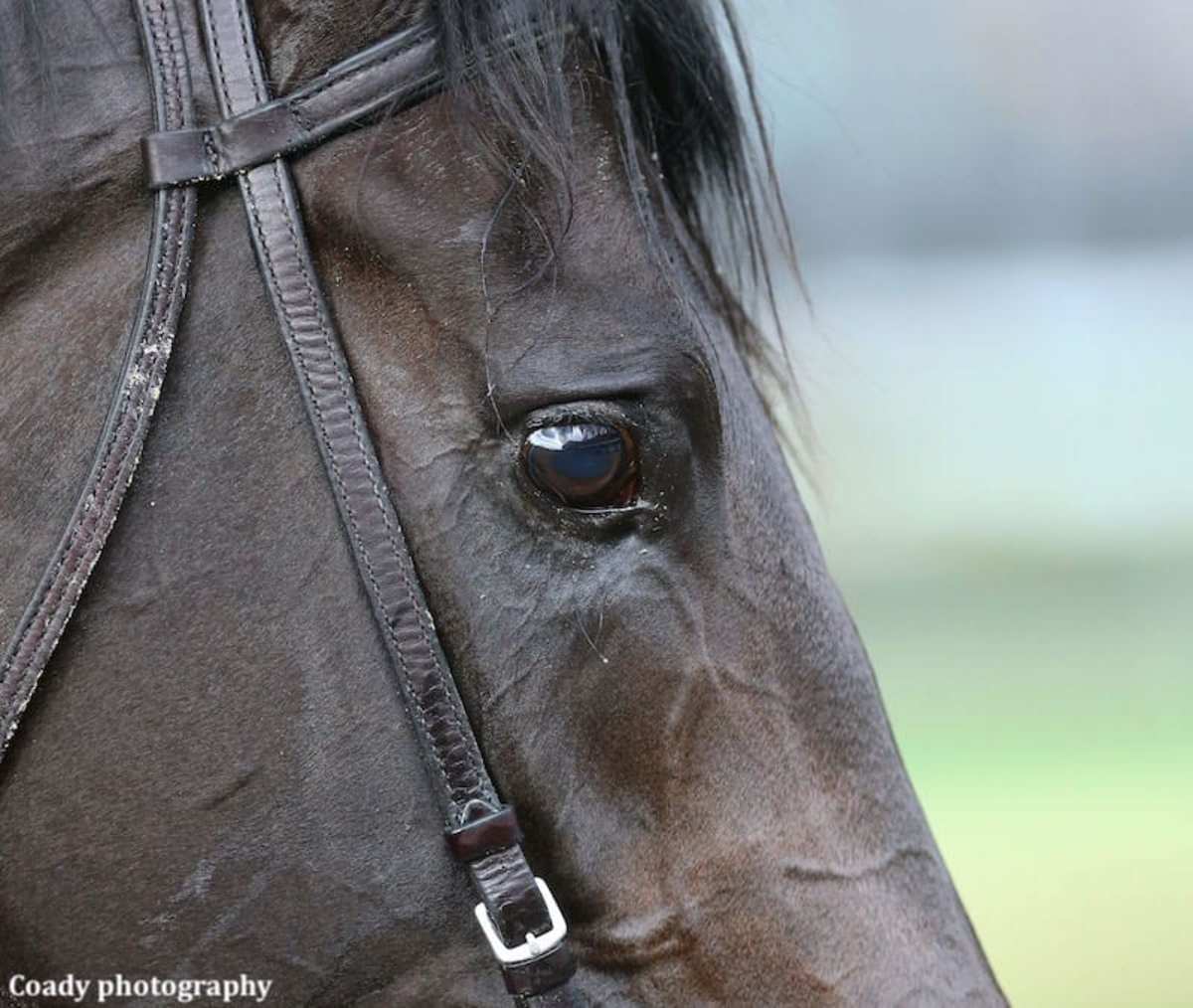 Undefeated Maxfield Out Of Derby Consideration After Condylar Fracture ...