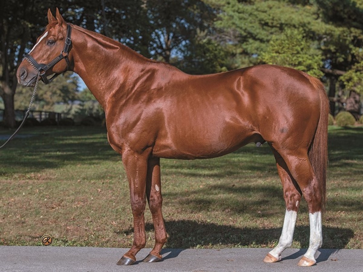Curlin Leads Hill 'n' Dale's 2026 Stallion Roster At $225,000 - Paulick ...