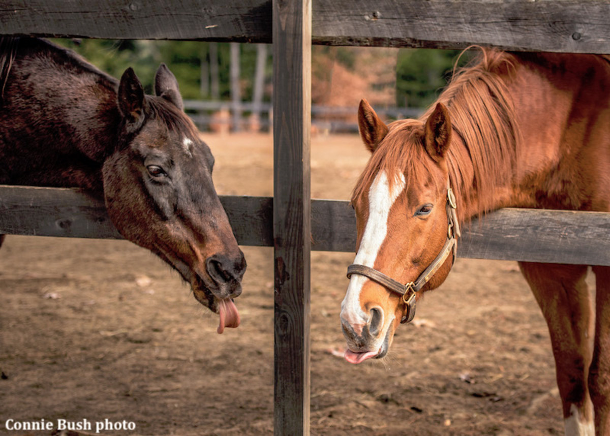 Approaching 30, 'Lovable Loser' Zippy Chippy Still Winning Over Fans At ...