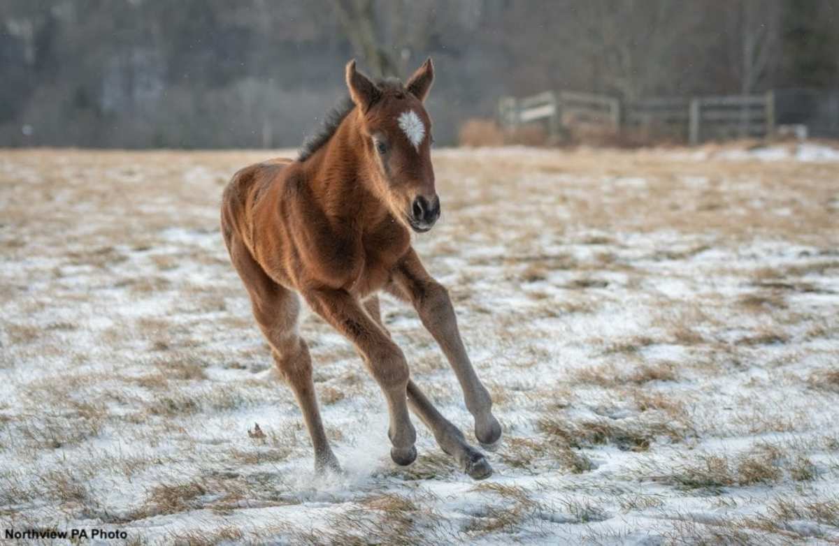 First Foal Is A Filly For Pennsylvania Stallion Hoppertunity - Paulick ...
