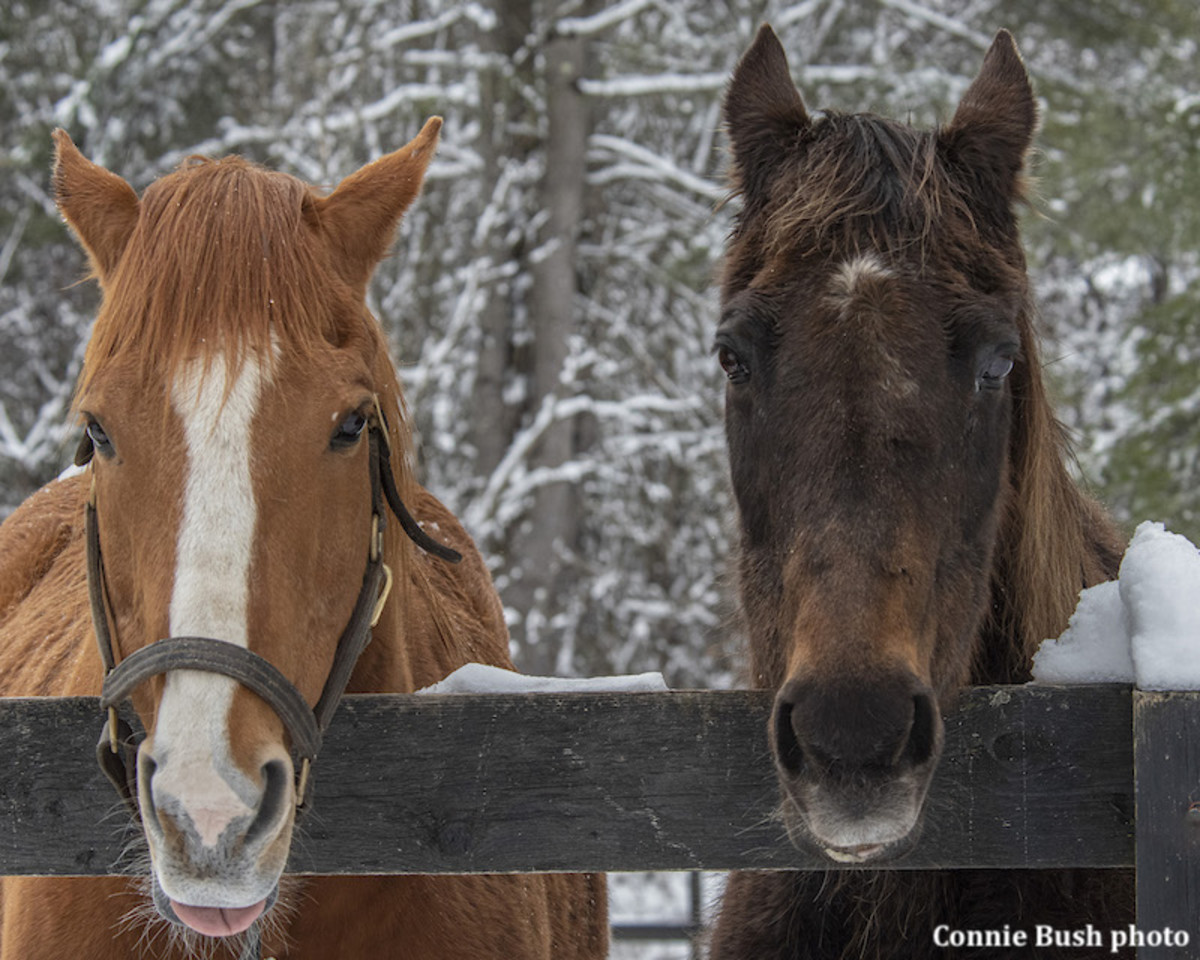 'Loveable Loser' Zippy Chippy Dies At Age 31 - Paulick Report | Latest ...
