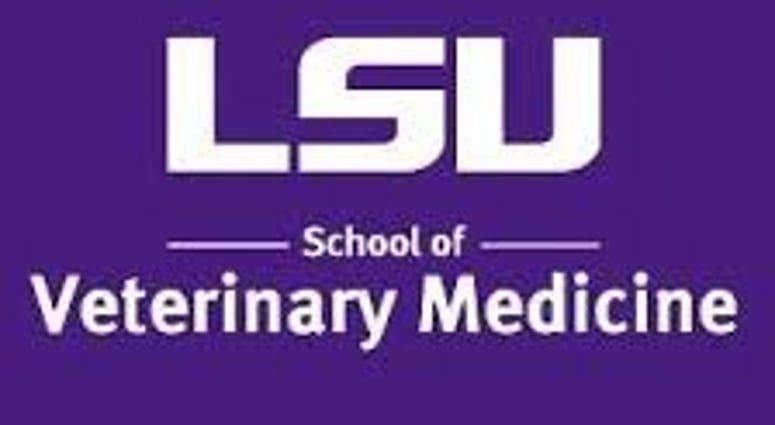 LSU Vet School To Produce Coronavirus Vaccines For Testing - Paulick ...