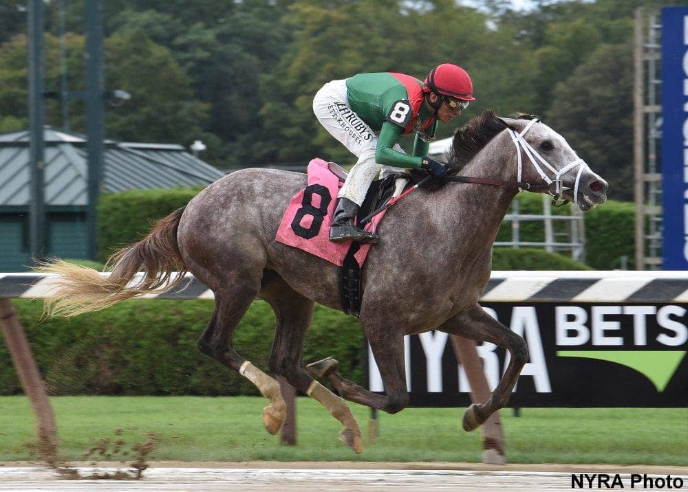 Gouverneur Morris Will Make 2020 Debut In Tampa Allowance - Paulick ...