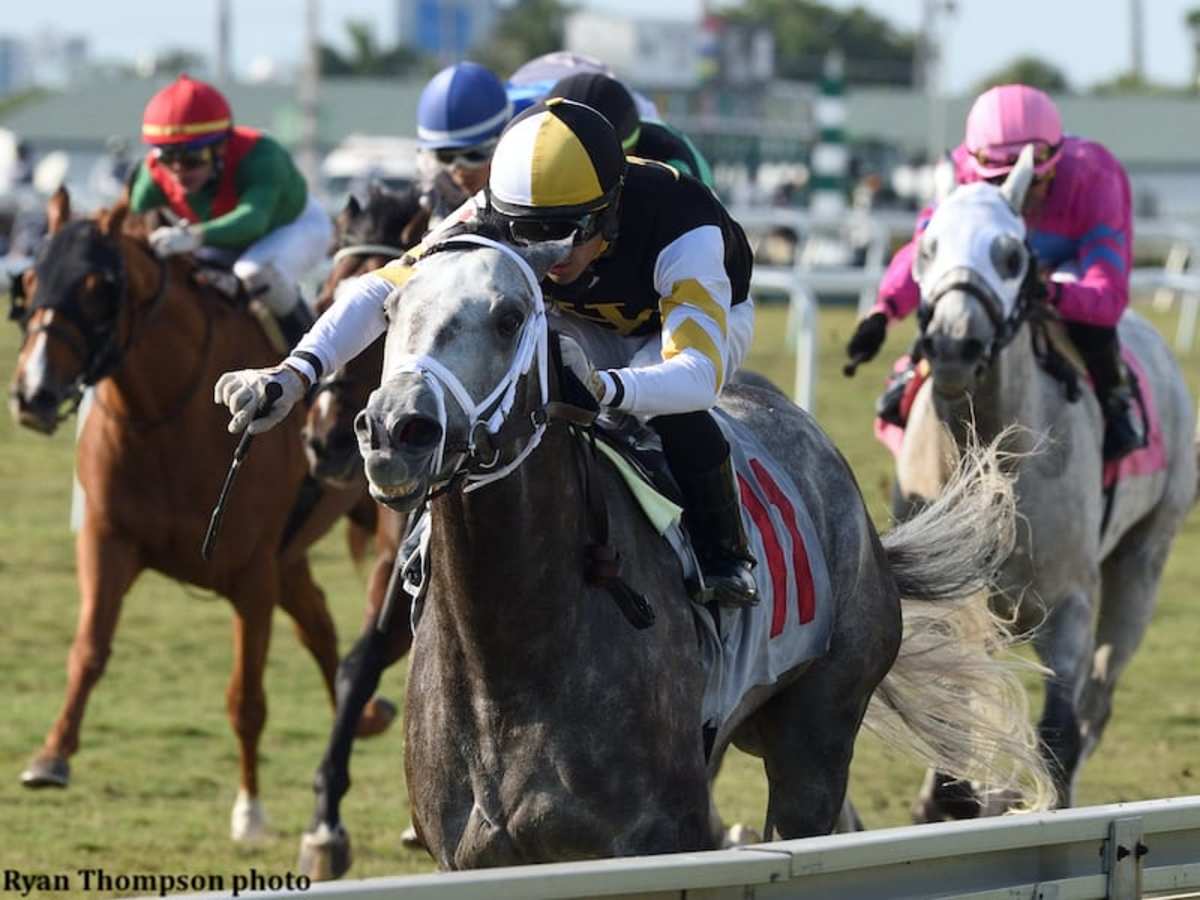 War Front Colt Halladay Dominates Gulfstream Park Turf Foes - Paulick ...