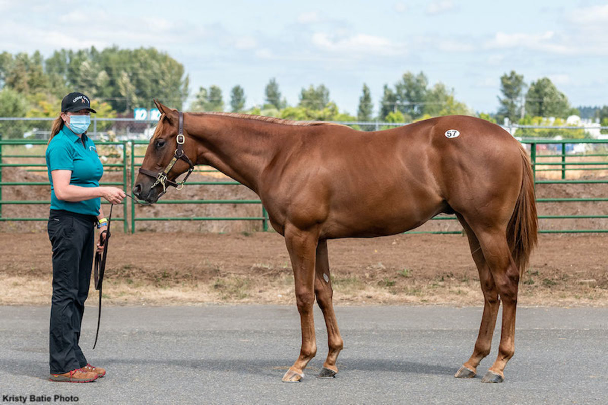 Smiling Tiger Colt Tops Washington Summer Sale - Paulick Report ...