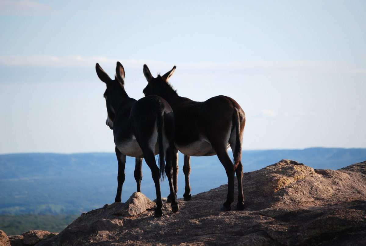 Equine Influenza Outbreak Kills Nearly 50 Wild Donkeys In California ...