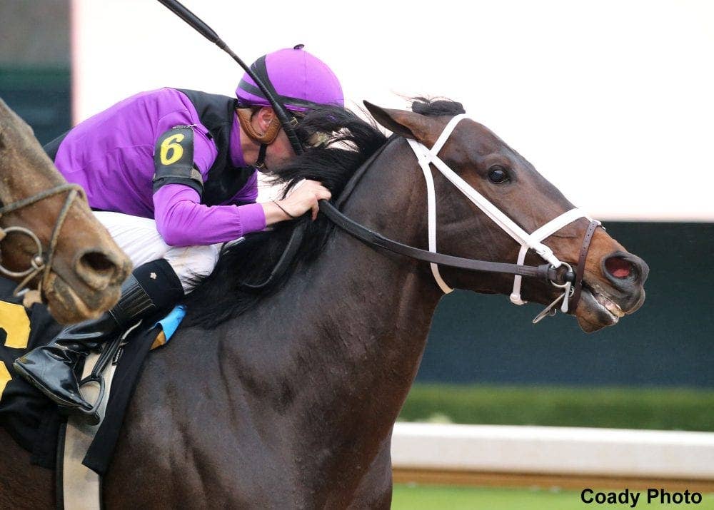 Warrior's Charge To Stand At Irish Hill And Dutchess Views Stallions In ...