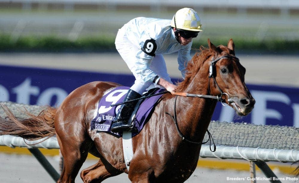 Two-Time Breeders' Cup Winner Conduit Dies At Age 15 - Paulick Report ...