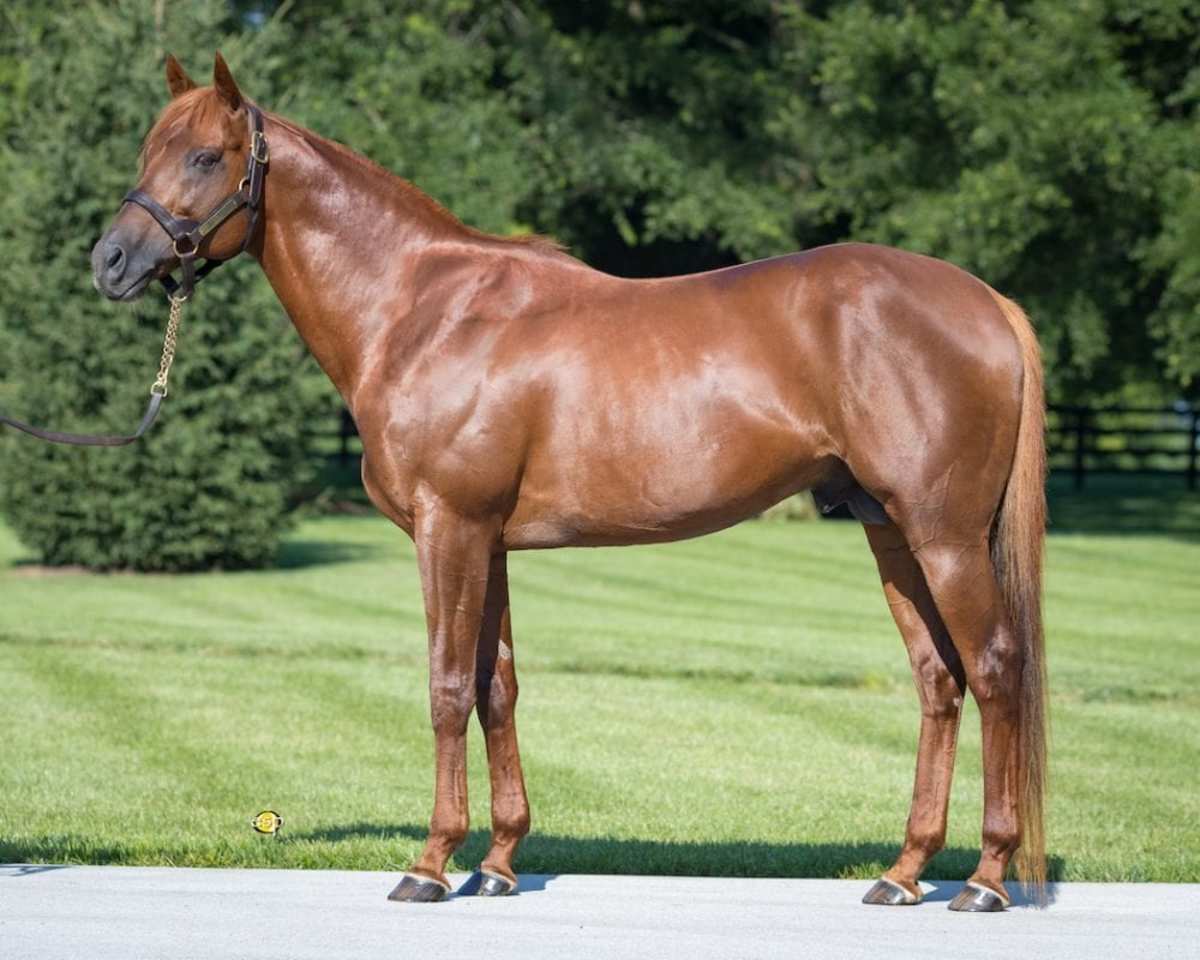 Stallion Spotlight: Shadwell Farm's Kent Barnes And Greg Clarke On ...